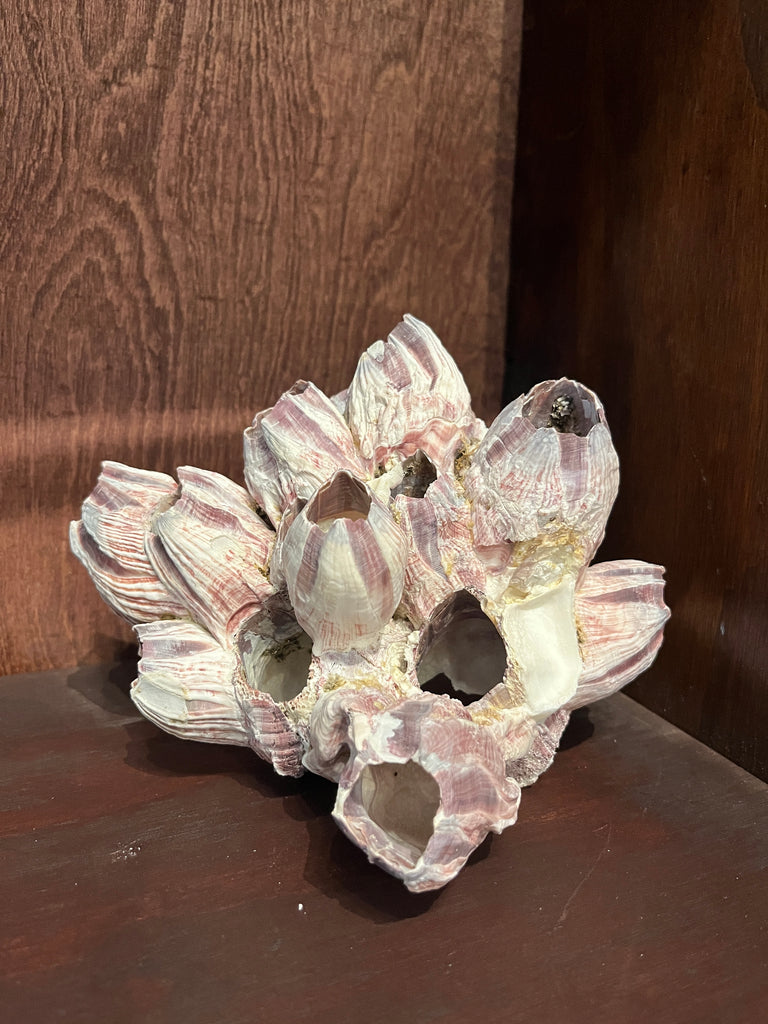 Purple Barnacle Cluster – The Uncharted Studio